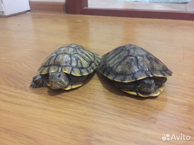 Отдам Черепах