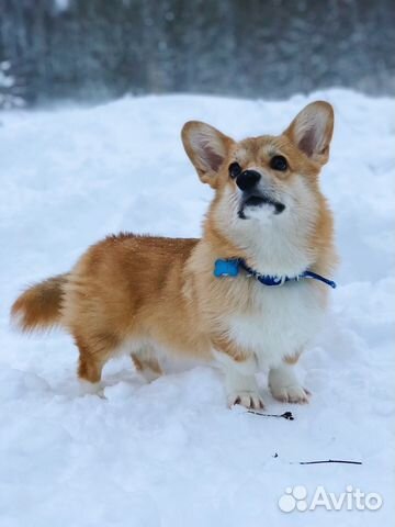 Симпатяга вельш корги для фотосессии