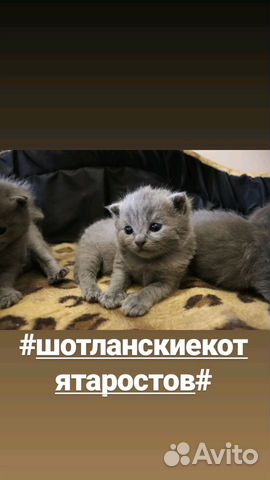 Шотланские котята