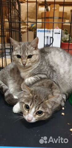 Две сестрёнки кошечки в добрые руки