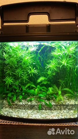 Аквариумы 37 и 150 литров