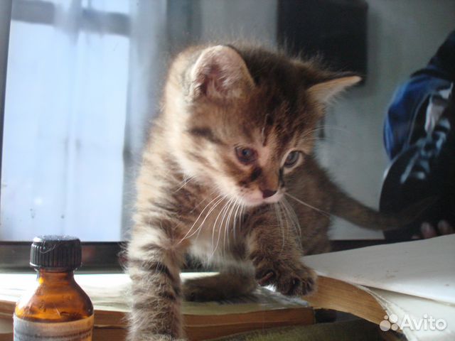 Котёнок-вундеркинд