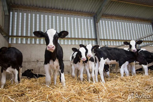 Продаю Телята бычки 1-5 мес