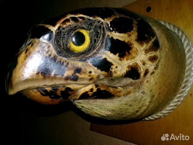 Голова морской черепахи