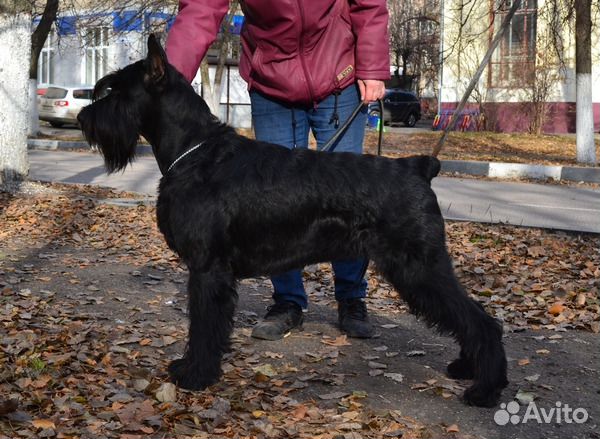 Щенки ризеншнауцера