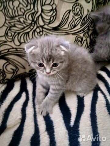Котята