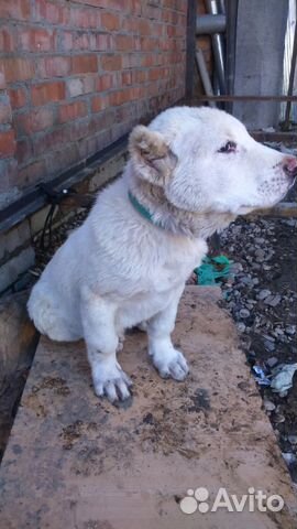 Аллабай сын Белого клыка