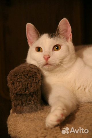 В добрые руки