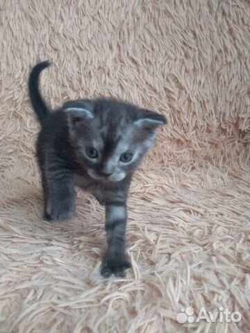 Шотландские котятки