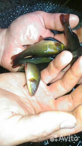 Живая рыба. Карп белый амур толстолобик линь