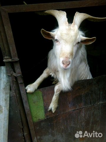 Козел и коза