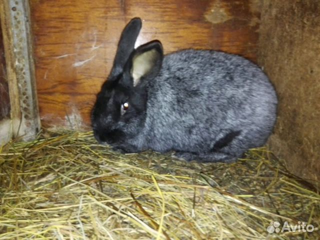 Кролики Серебро