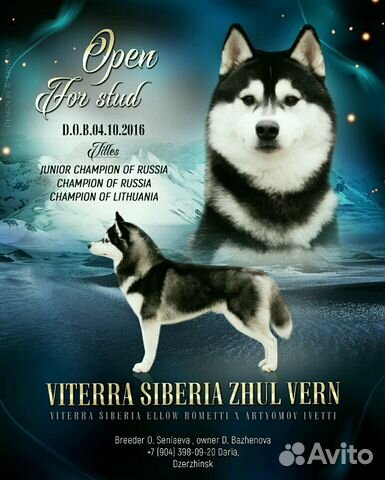 Сибирский Хаски