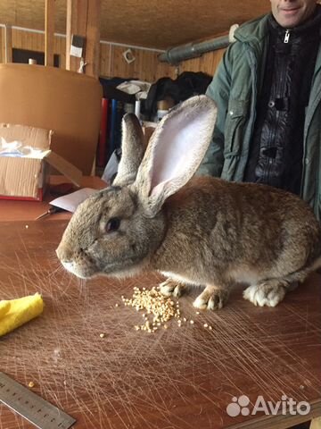 Кролики Ризен Фландер