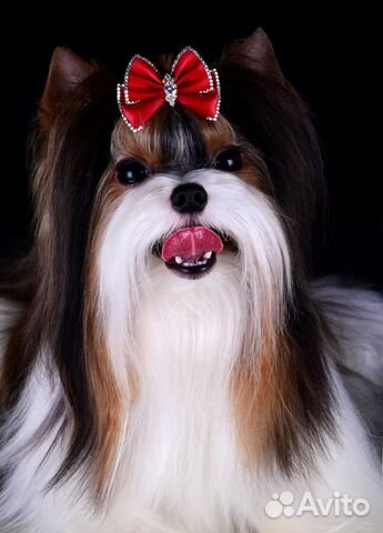 Роскошный породный Бивер кобель, РКФ, миниатюрный