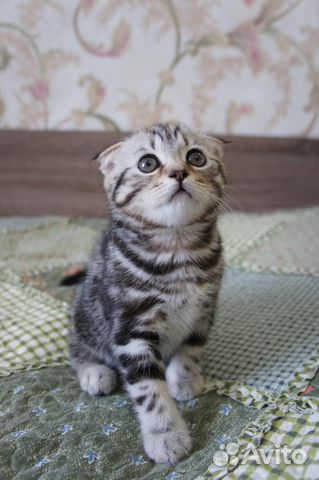 Шотландка породистая девочка