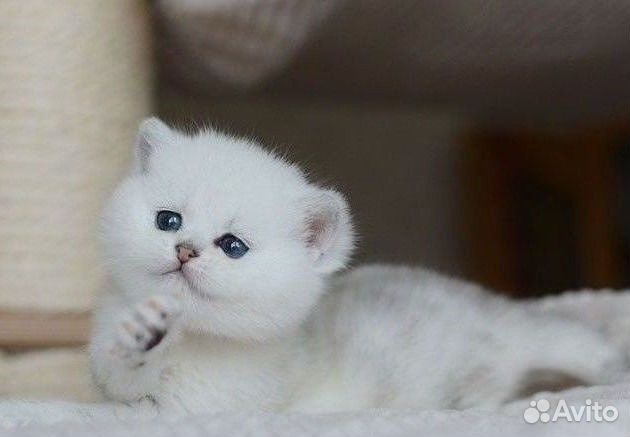 Серебряная шиншилла зеленоглазая Дори