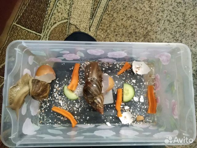 Домашние улитки