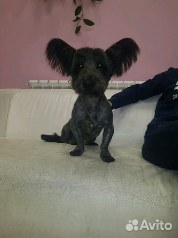 Скай терьер