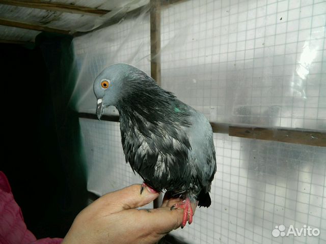 Голубь в дар