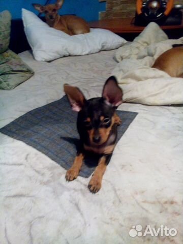 Щенки миники русского той-терьера