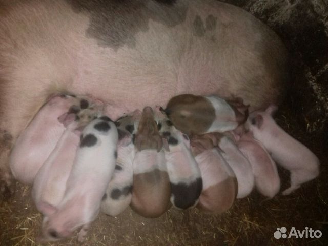 Поросята мясных пород. свиноматки.телята.Утки