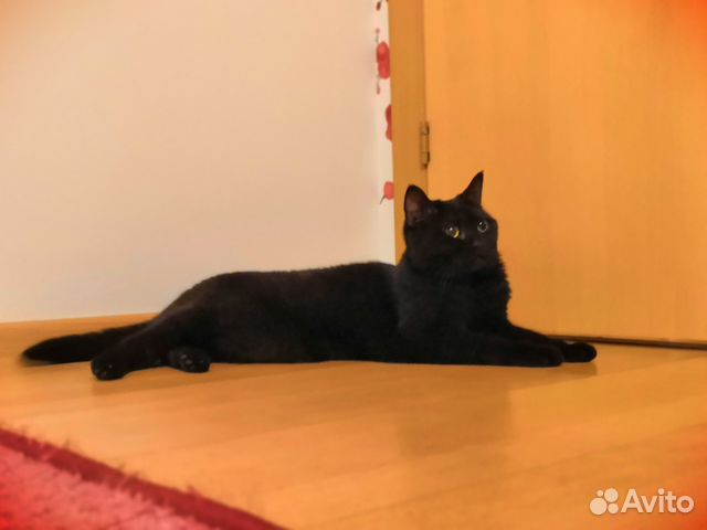 Британская чёрная кошка