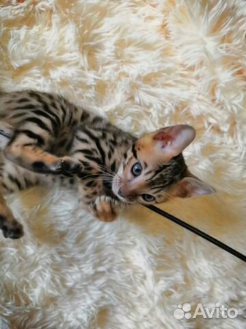 Бенгалький котенок - мальчик