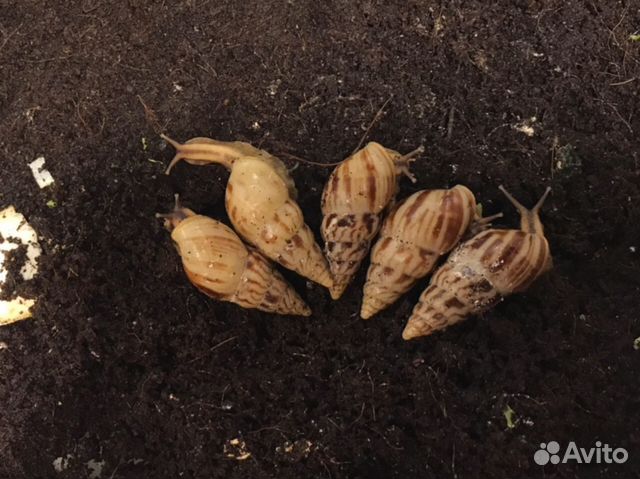 Улитка лимиколярия фламея