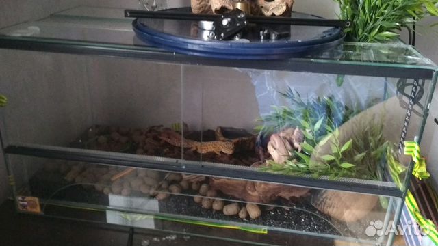 Террариум + эублефар