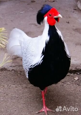 Страусята, фазаны,индюшата,гуси