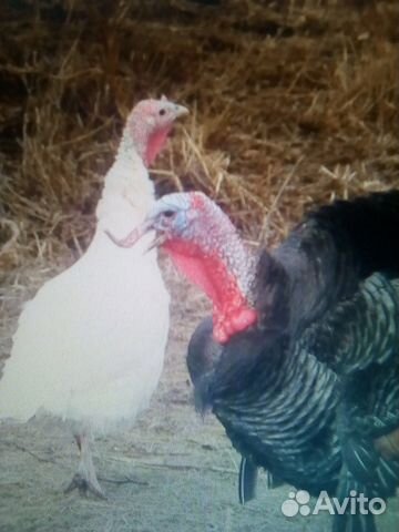 Продаю инкубационное яйцо индейки