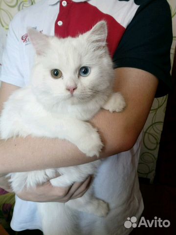 Кошка 7месяцев