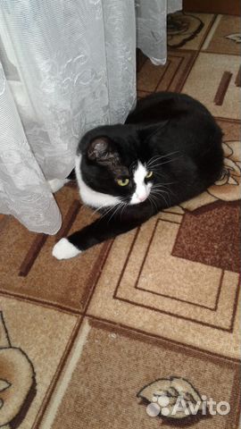 Кот Кузя