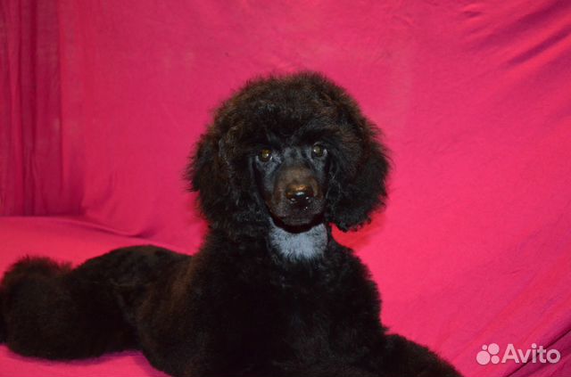 Пудель малый черная девочка