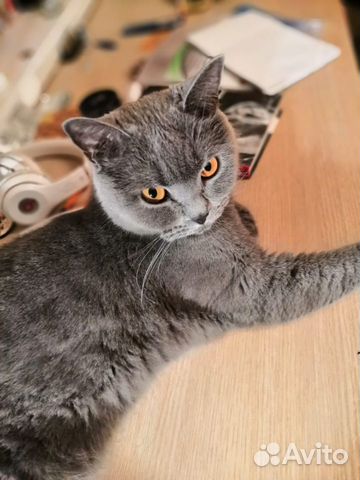 Ласковый британец