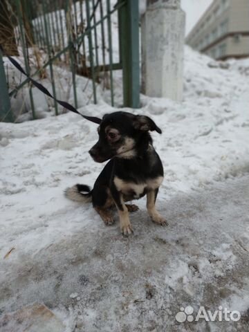 Щенок - мальчик маленький 11 мес