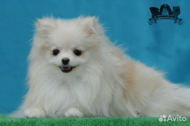 Померанский шпиц, подрощенная девочка 1 год