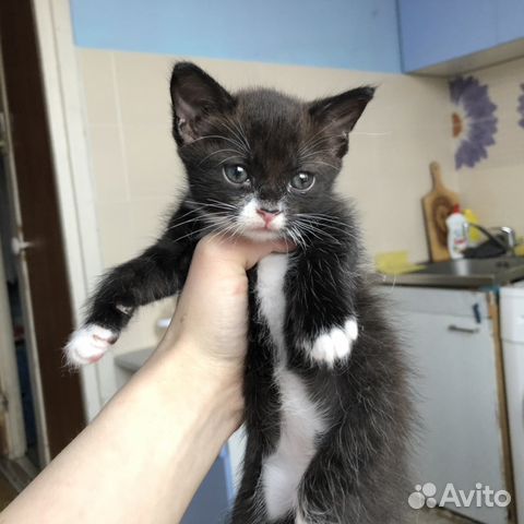 Котёнок (девочка ) 2 мес