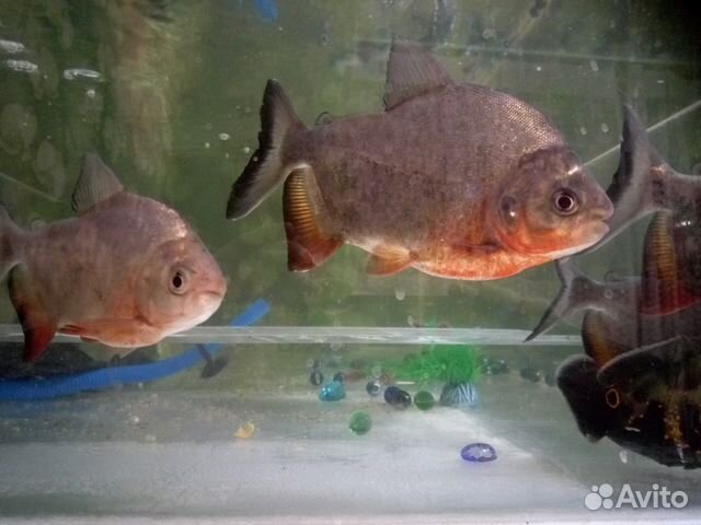 Пиранья Паку