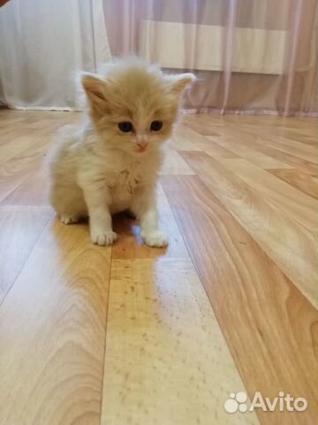 Красивая кошечка