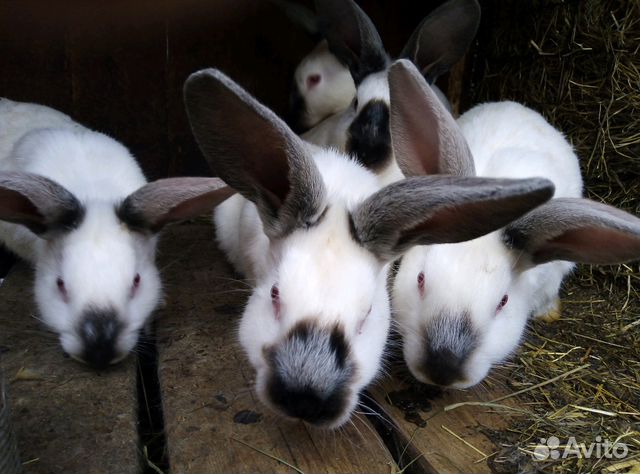 Кролик калифорнийский