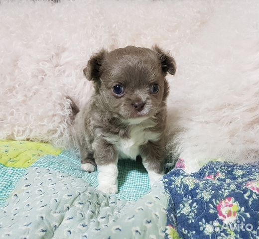 Кукольная лиловая девочка чихуахуа стандарт