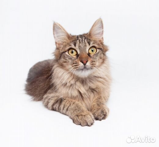 Кошечка Таисса в добрые руки