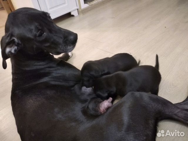 Щенки метиса боксера