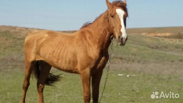 Продаются лошади