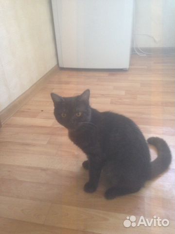 Отдам котика в добрые руки