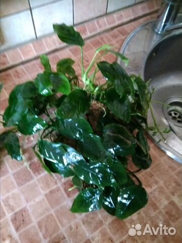 Анубиус отдам