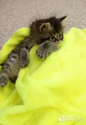 Котята полуперсидсие