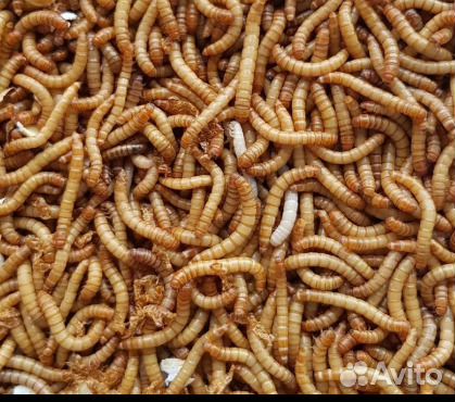 Мучной червь